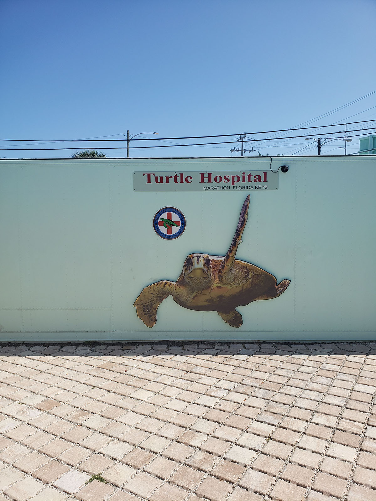 Turtle Hospital & Beach in Marathon, Florida – Love Live Connect